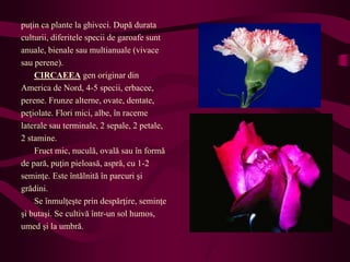 Flori Ornamentale.ppt