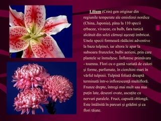 Flori Ornamentale.ppt