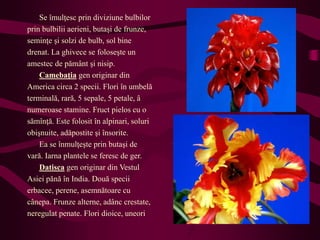 Flori Ornamentale.ppt