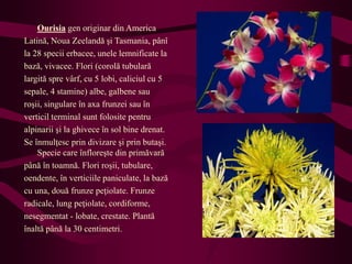 Flori Ornamentale.ppt