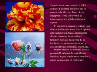 Flori Ornamentale.ppt