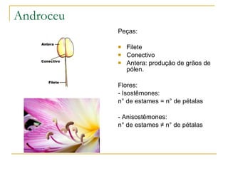 Flor – morfologia e anatomia | PPT