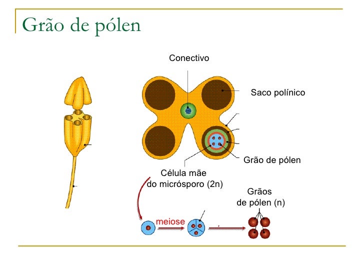 Flor – morfologia e anatomia