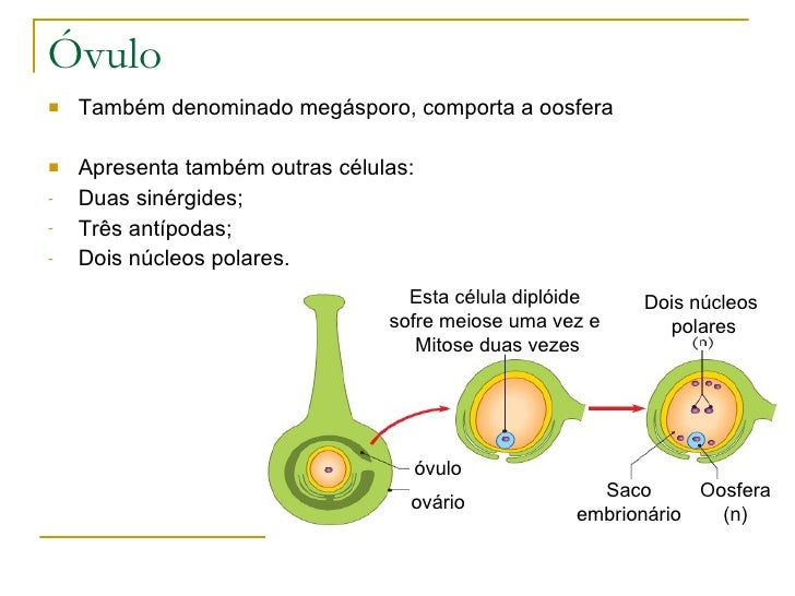 Flor – morfologia e anatomia