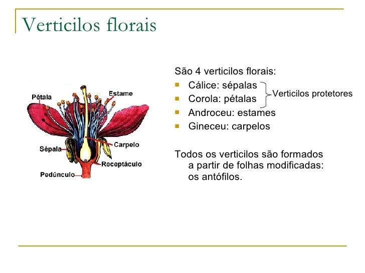 Flor – morfologia e anatomia