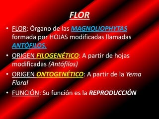 Flor y fórmula floral | PPTX