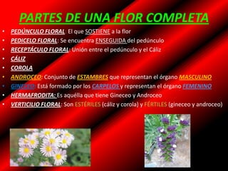 Flor y fórmula floral | PPTX