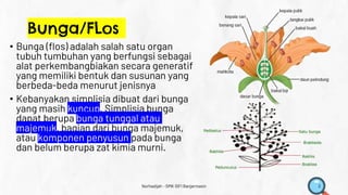 Flos | PPTX