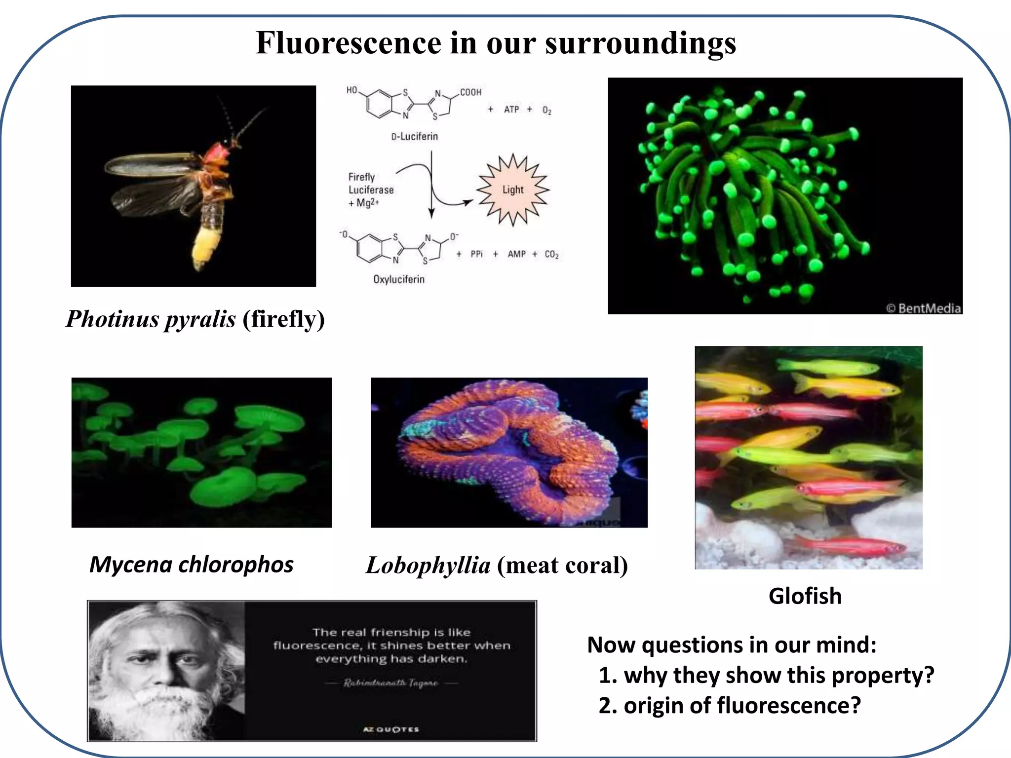 Flourescence | PPTX
