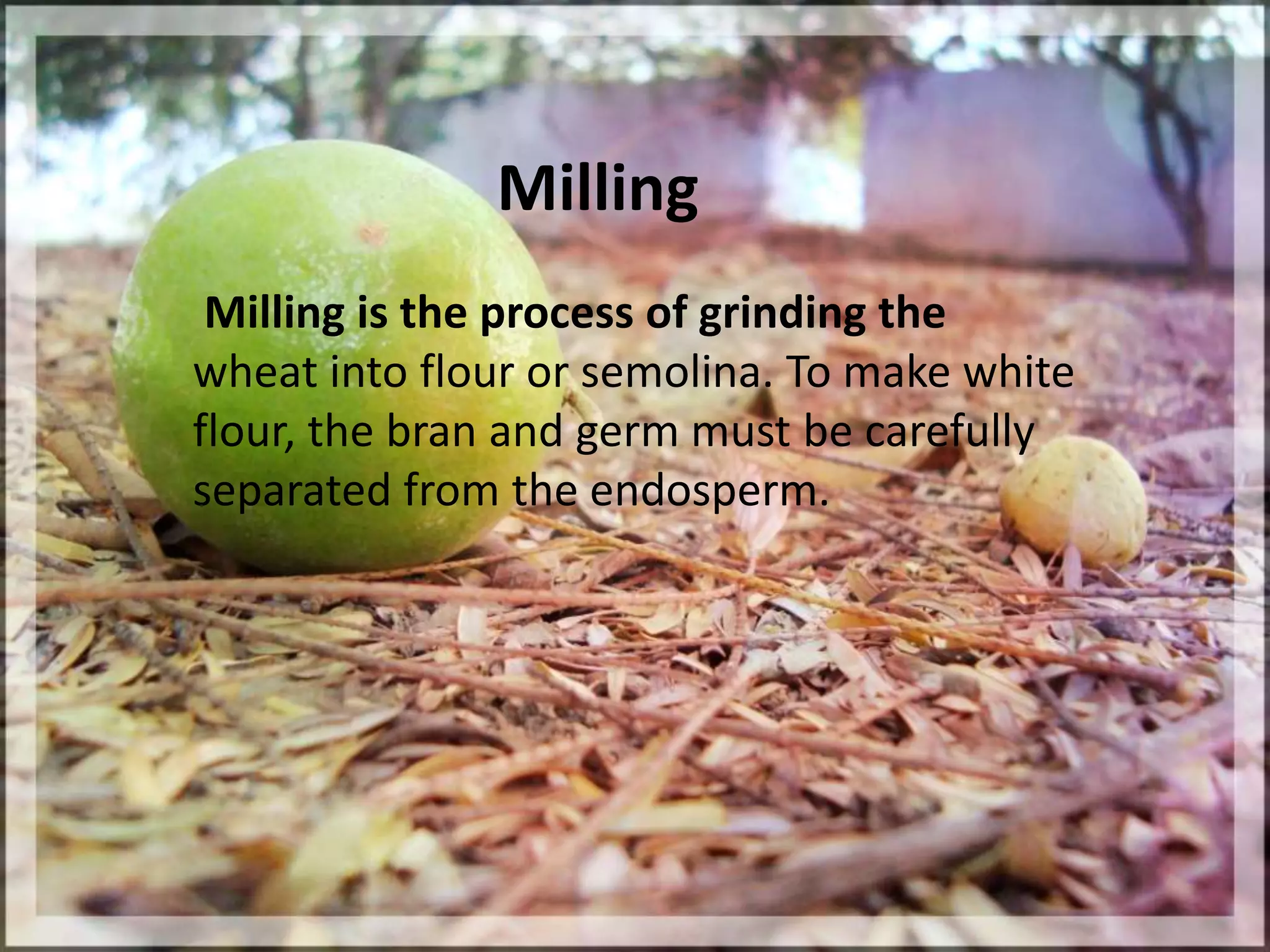 processing of wheat-by madhavi sharma | PPTX