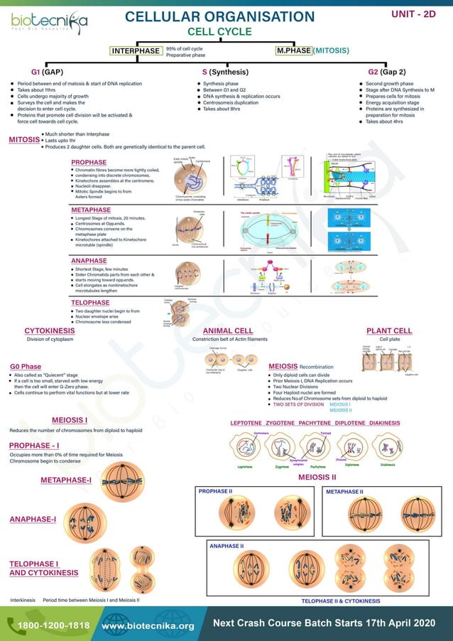 Flow chart.pdf LIFE SCIENCES CSIR UGC NET CONTENT | PDF