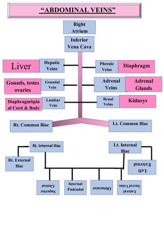 Arterial system, Venous drainage, lymphatics system- Flow Chart- | DOCX
