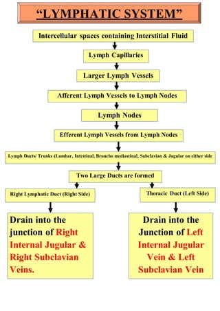 Arterial system, Venous drainage, lymphatics system- Flow Chart- | DOCX
