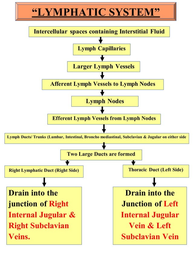 Arterial system, Venous drainage, lymphatics system- Flow Chart- | DOCX