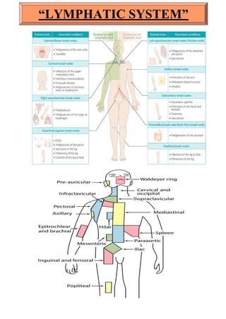 Arterial system, Venous drainage, lymphatics system- Flow Chart- | DOCX