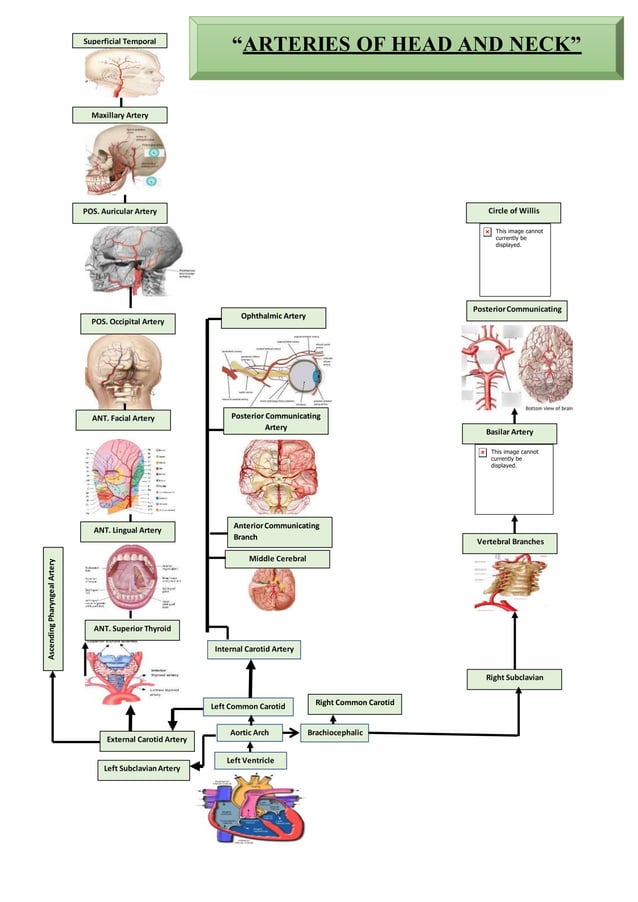 Arterial system, Venous drainage, lymphatics system- Flow Chart- | DOCX