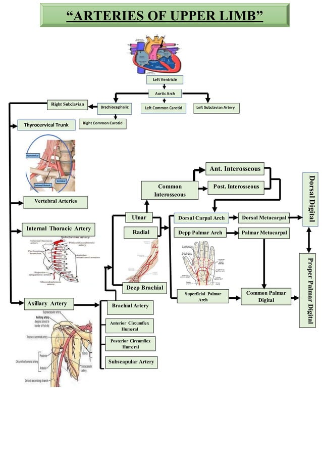 Arterial system, Venous drainage, lymphatics system- Flow Chart- | DOCX
