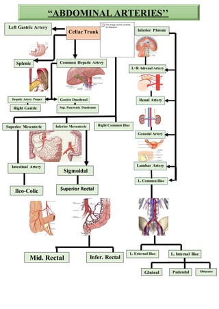 Venous Blood Flow Chart Arterial Anatomy Of The Hand With Direction Of