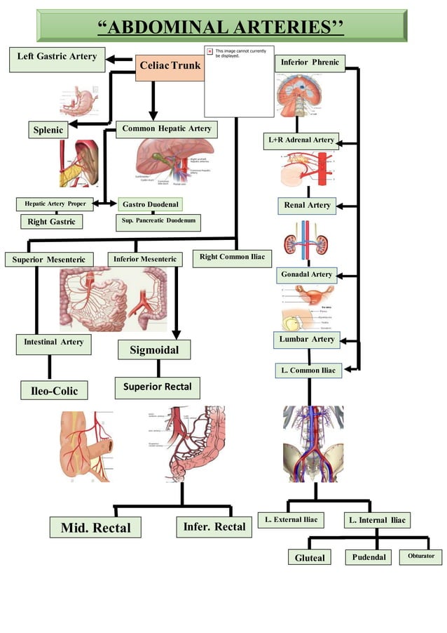 Arterial system, Venous drainage, lymphatics system- Flow Chart- | DOCX