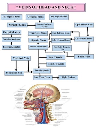 Arterial system, Venous drainage, lymphatics system- Flow Chart- | DOCX
