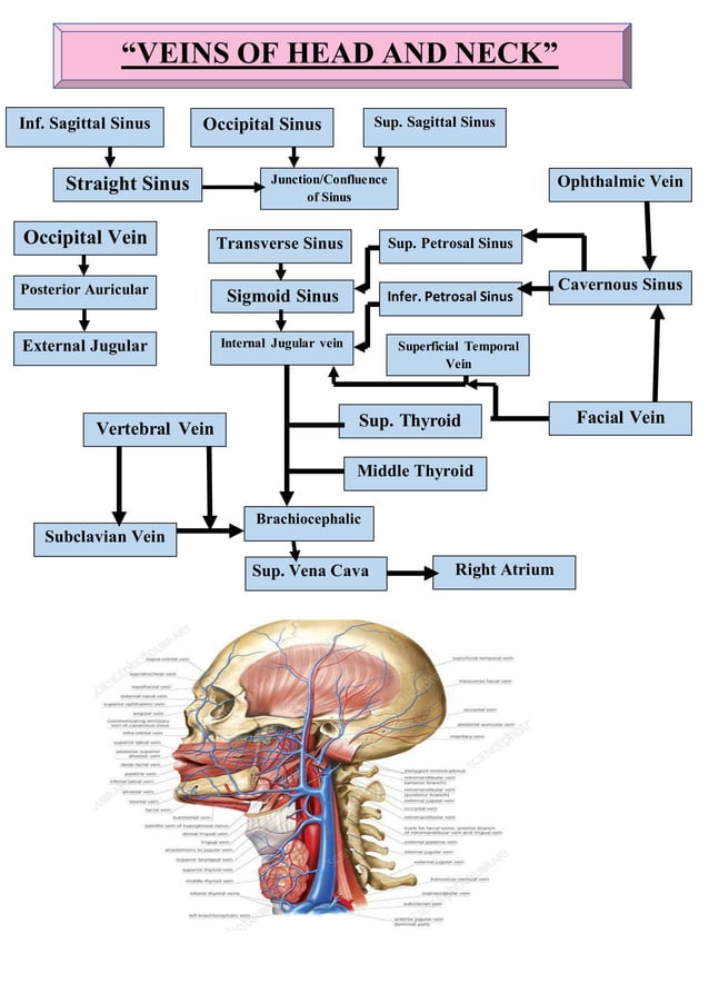 Arterial system, Venous drainage, lymphatics system- Flow Chart- | DOCX