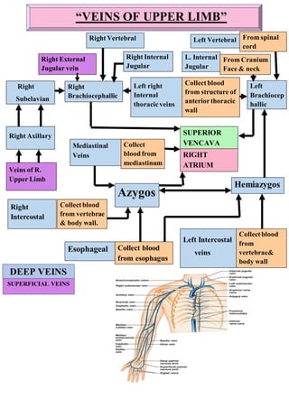 Arterial system, Venous drainage, lymphatics system- Flow Chart- | DOCX