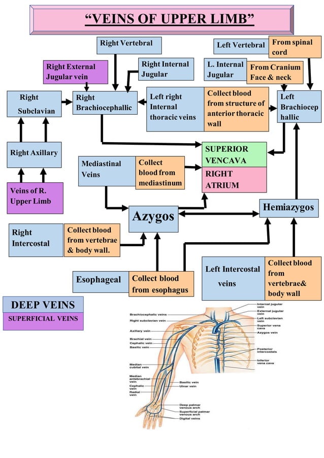 Arterial system, Venous drainage, lymphatics system- Flow Chart- | DOCX