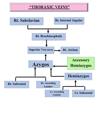 Arterial system, Venous drainage, lymphatics system- Flow Chart- | DOCX