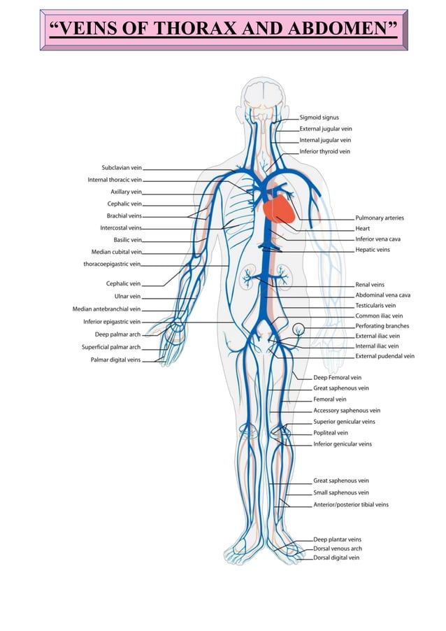 Arterial system, Venous drainage, lymphatics system- Flow Chart-