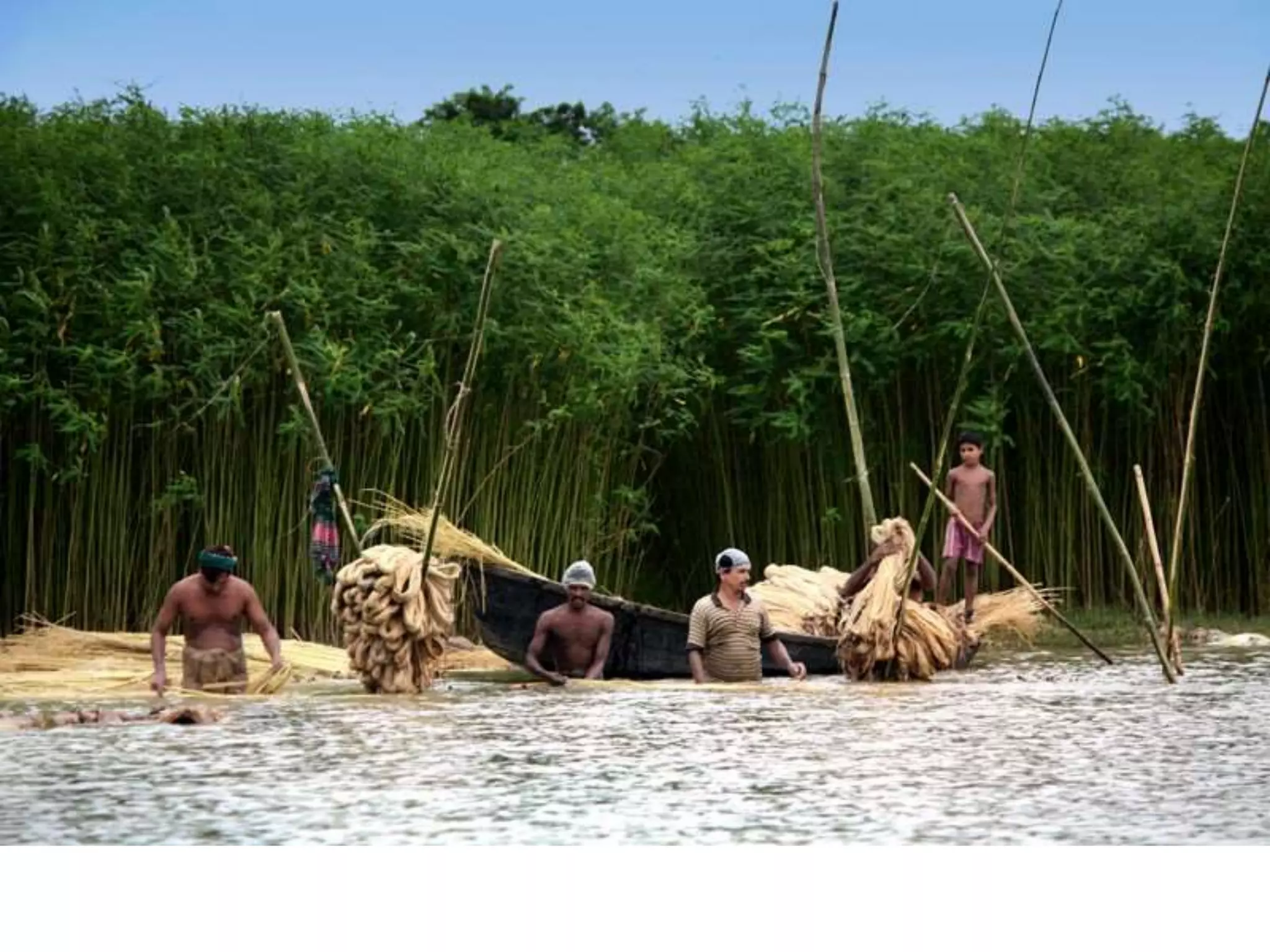 jute yarn manufacturing process | PPTX