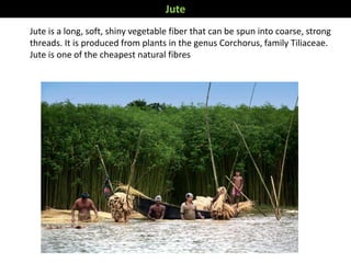 jute yarn manufacturing process | PPTX