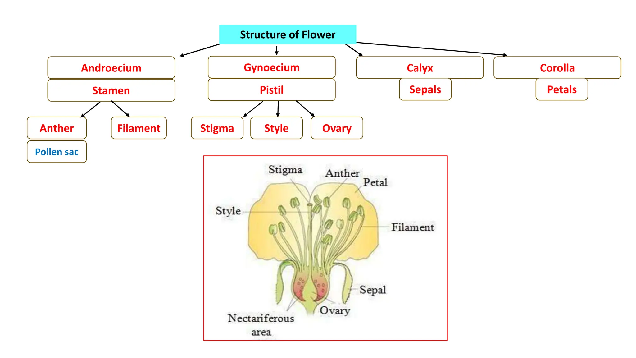 Flow charts XII Sexual reproduction in flowering plants.pptx