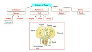 Flow charts XII Sexual reproduction in flowering plants.pptx