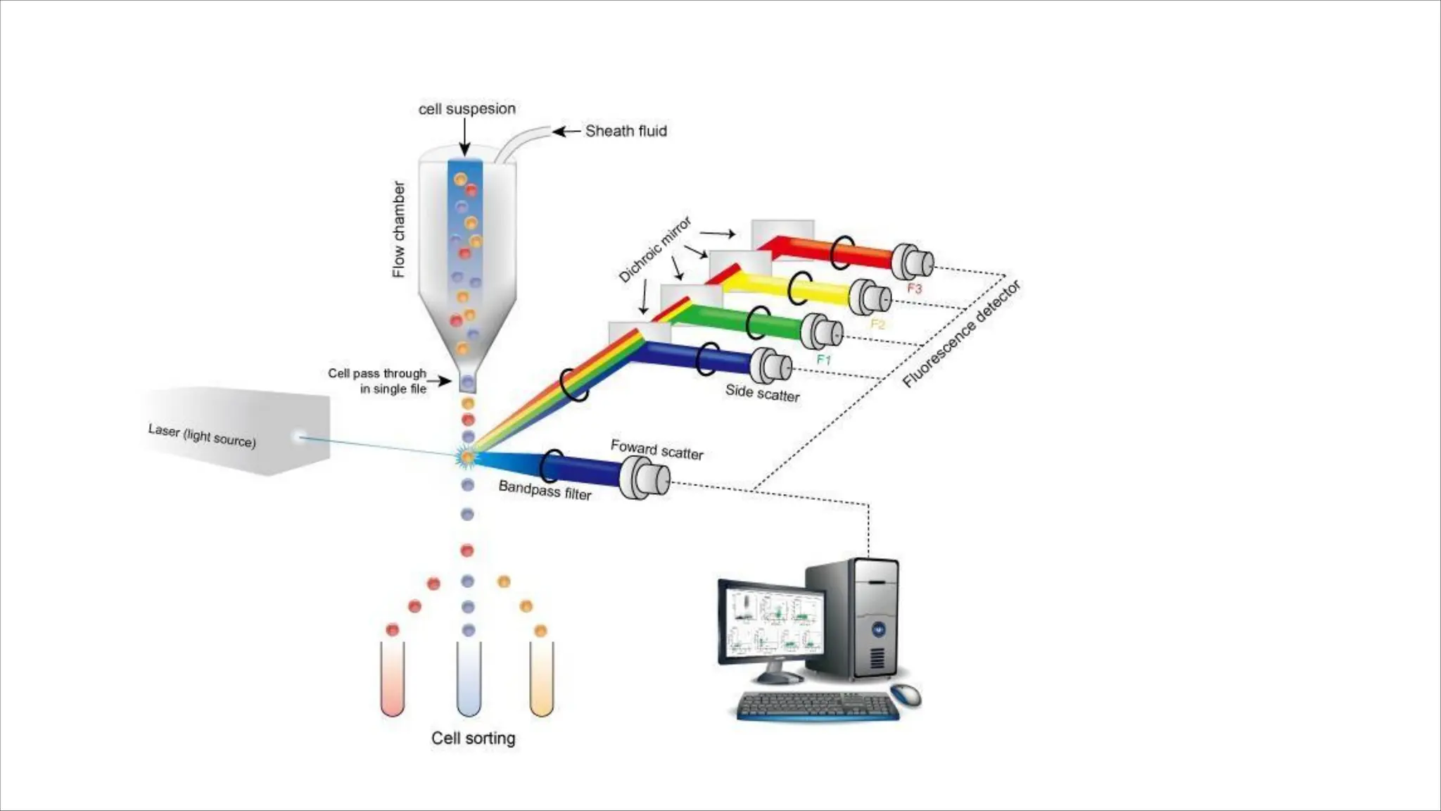flow cytometer definition, principal, requirements procedure and ...