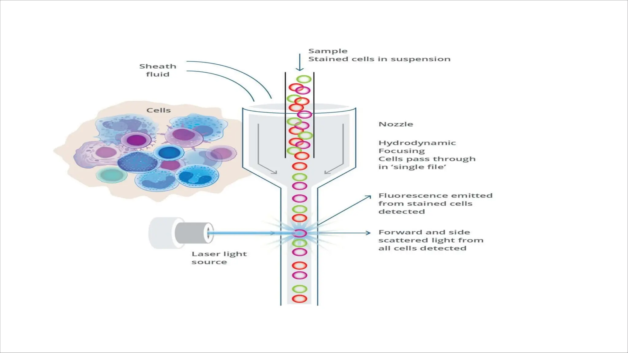 flow cytometer definition, principal, requirements procedure and ...