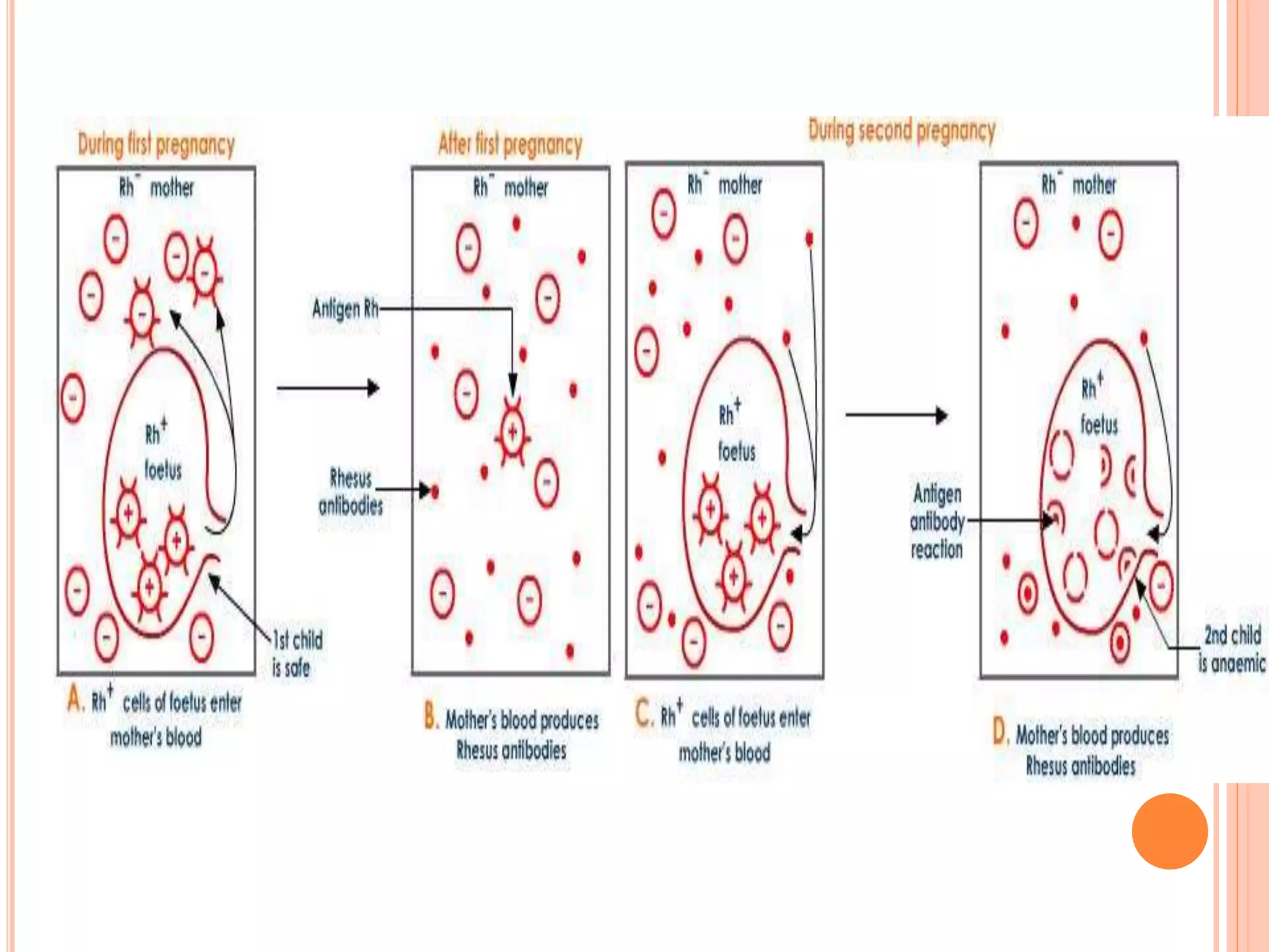 Flow cytometry and fluorescence activated cell sorting (FACS) | PPTX