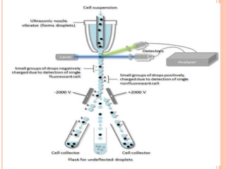 Flow cytometry and fluorescence activated cell sorting (FACS) | PPTX