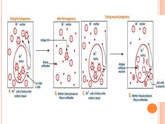 Flow cytometry and fluorescence activated cell sorting (FACS) | PPTX ...