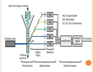 Flow cytometry and fluorescence activated cell sorting (FACS) | PPTX