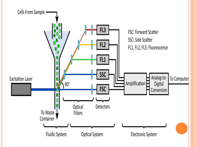 Flow cytometry and fluorescence activated cell sorting (FACS) | PPTX ...