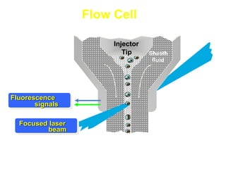 Flow Cytometry.pptx Cytometry refers to the measurement and analysis of ...