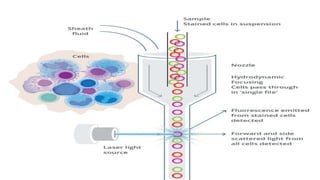 Flow cytometry diagnosis of leukemia GNADEW.pptx