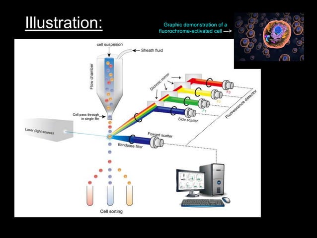 Flow cytometry MLT 1012 Presentation | PPT