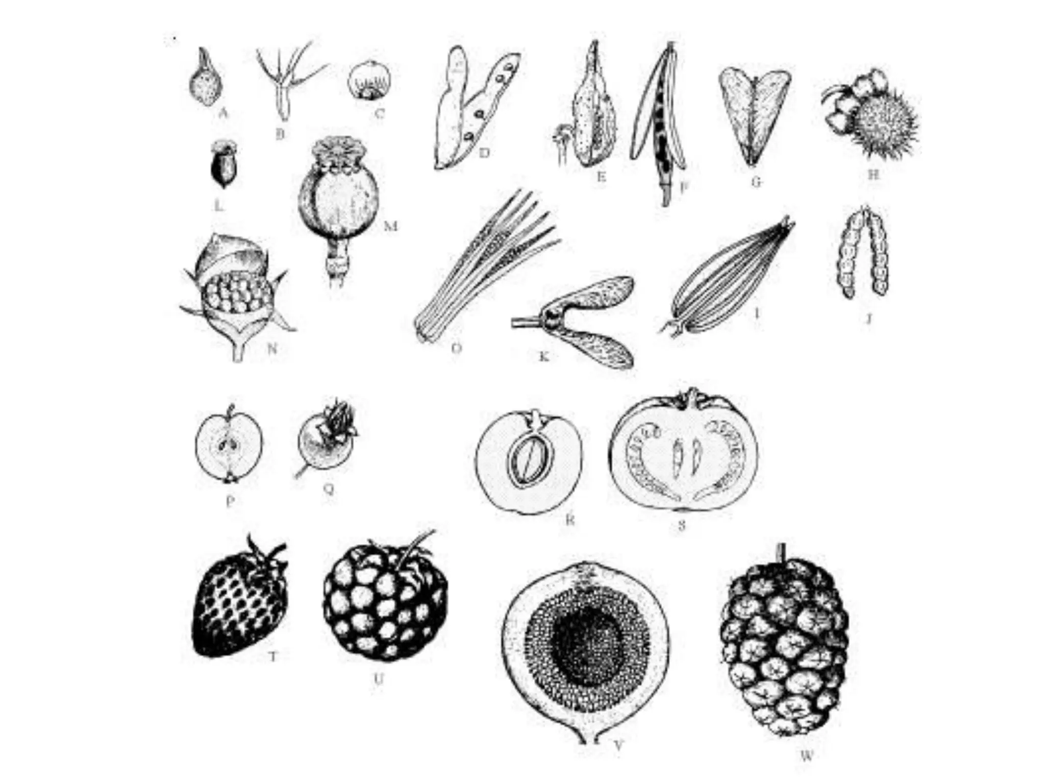 flower - it's types,aestivation and androecium and gynoecium | PPTX