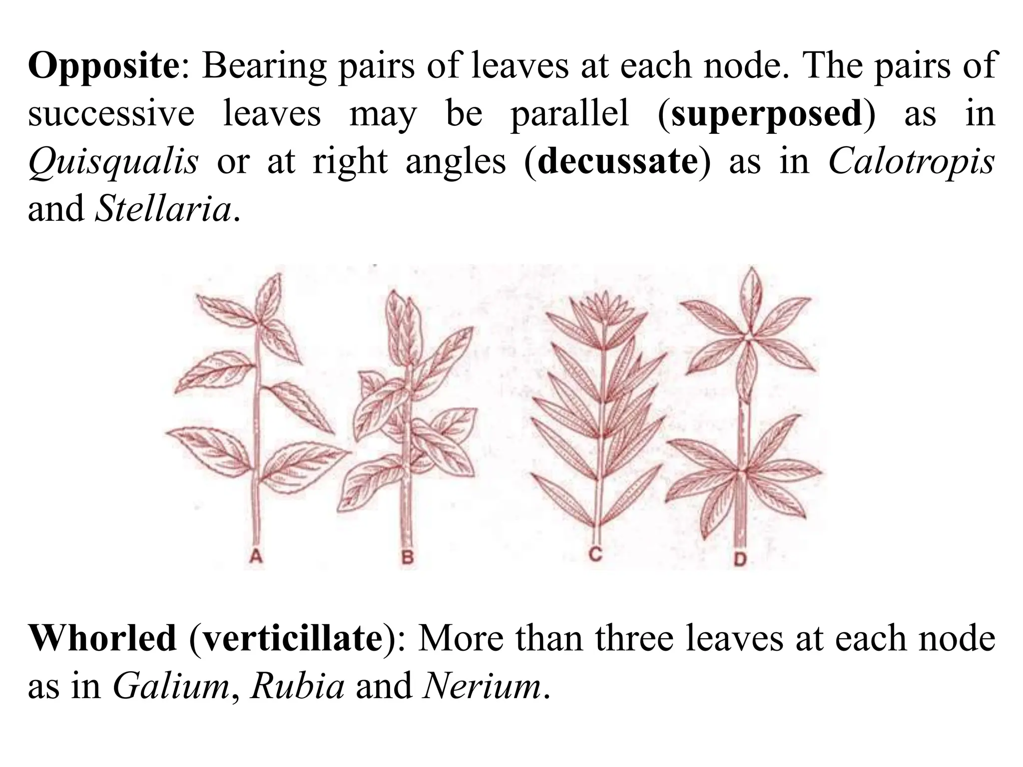 flower - it's types,aestivation and androecium and gynoecium | PPTX