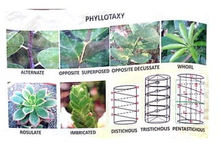 flower - it's types,aestivation and androecium and gynoecium | PPTX