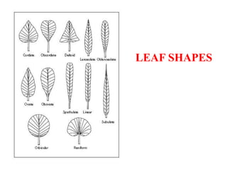 flower - it's types,aestivation and androecium and gynoecium | PPTX
