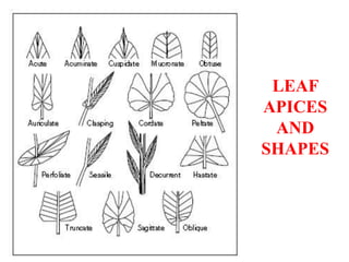 flower - it's types,aestivation and androecium and gynoecium | PPTX