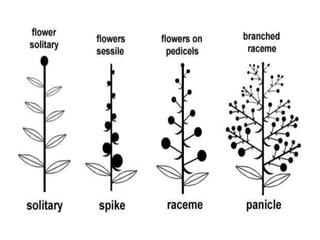 flower - it's types,aestivation and androecium and gynoecium | PPTX