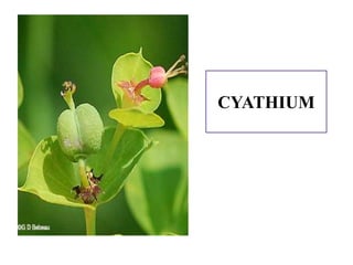 flower - it's types,aestivation and androecium and gynoecium | PPTX